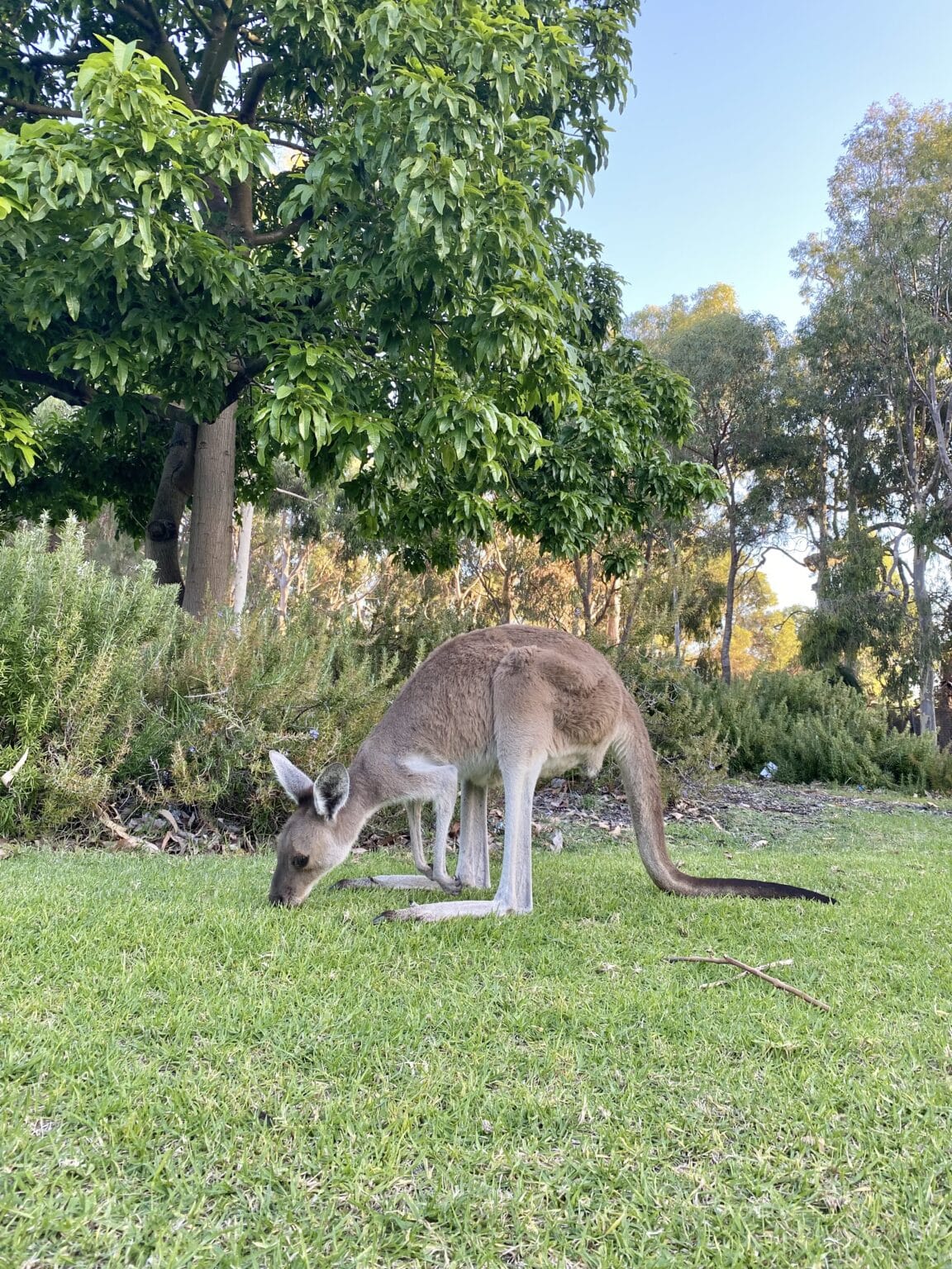 The Yanchep Inn at Yanchep National Park - Buggybuddys guide to Perth