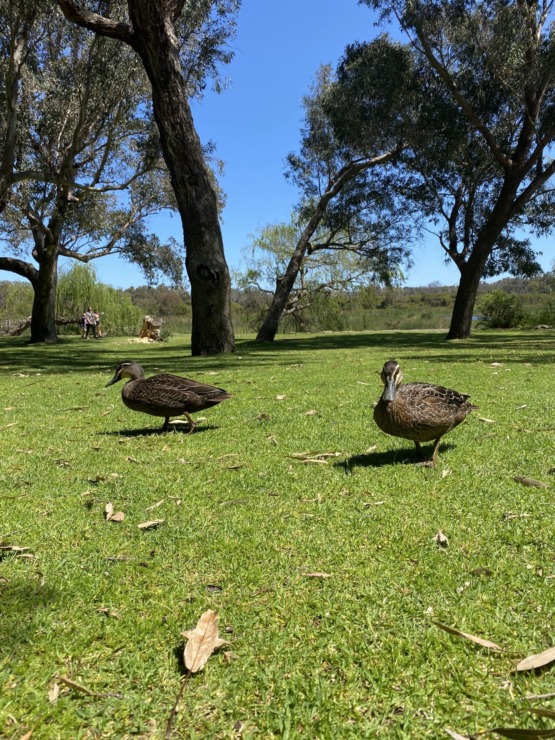 The Yanchep Inn at Yanchep National Park - Buggybuddys guide to Perth