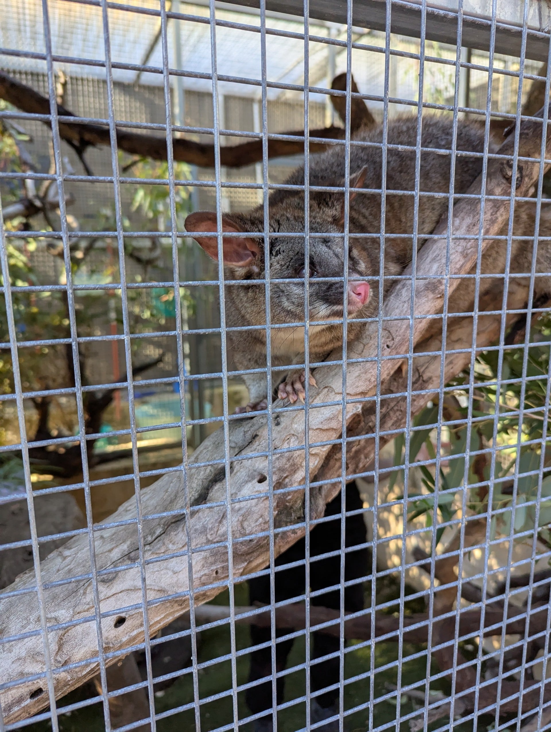 WA Wildlife Hospital Tour at Cockburn Wetlands Precinct - Buggybuddys ...