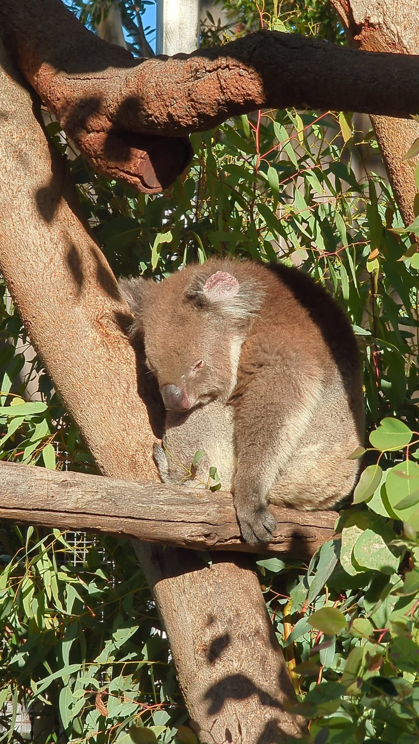 WA Wildlife Hospital Tour at Cockburn Wetlands Precinct - Buggybuddys ...