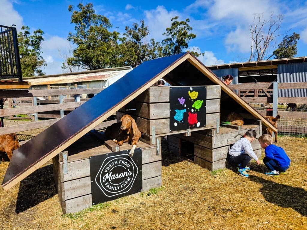 Mason's Family Farm, Anketell - Buggybuddys guide to Perth