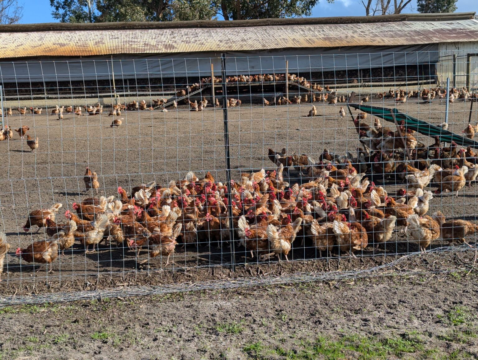 Mason's Family Farm, Anketell - Buggybuddys guide to Perth