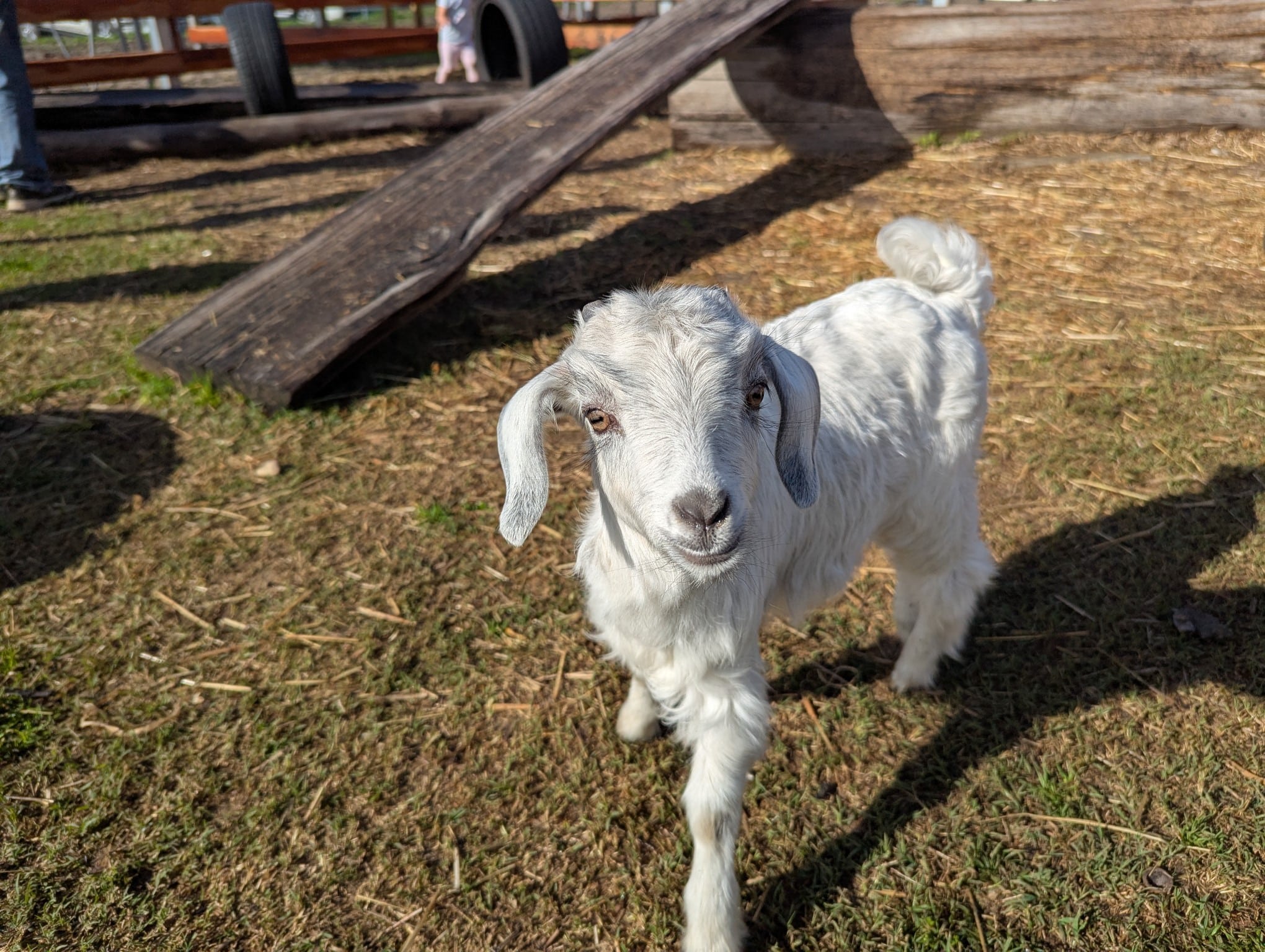 Mason's Family Farm, Anketell - Buggybuddys guide to Perth
