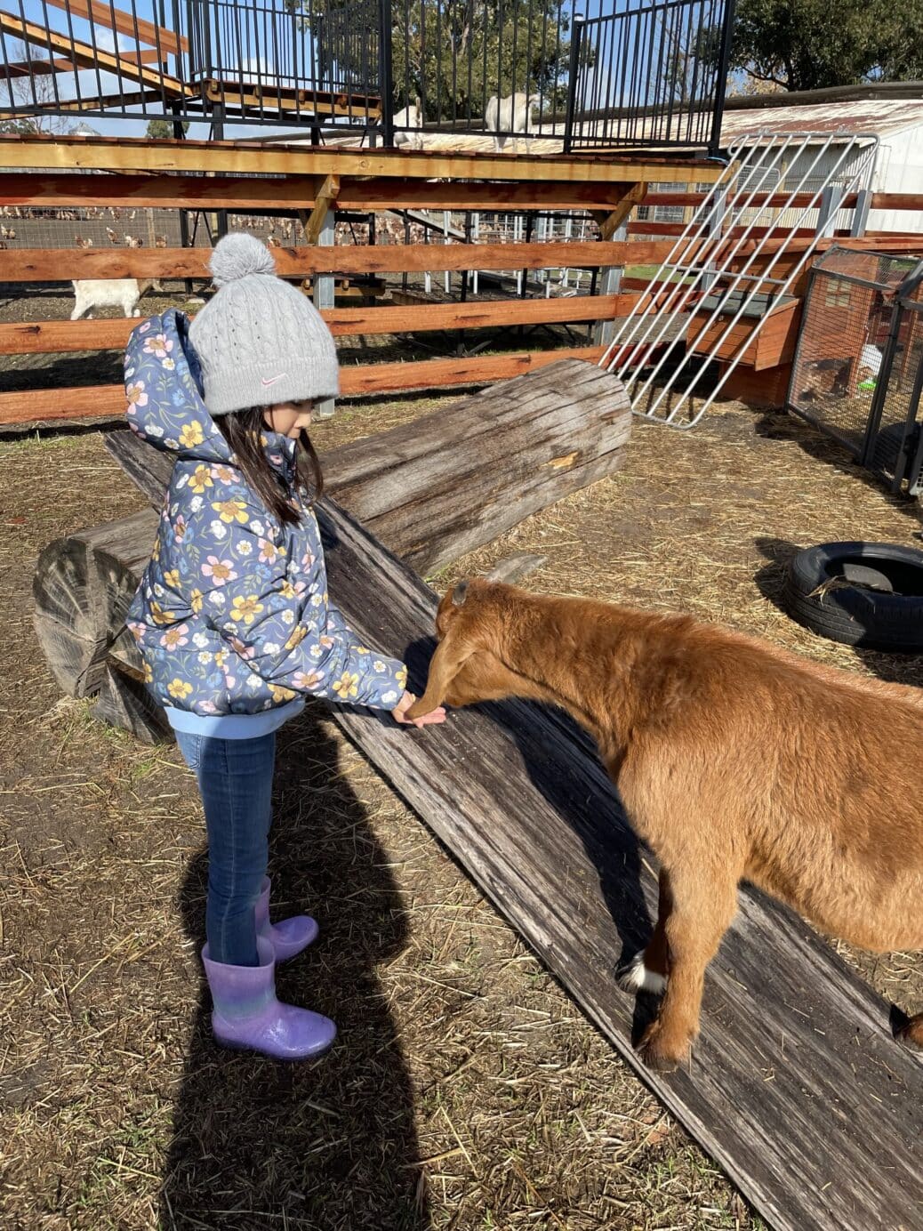 Mason's Family Farm, Anketell - Buggybuddys guide to Perth