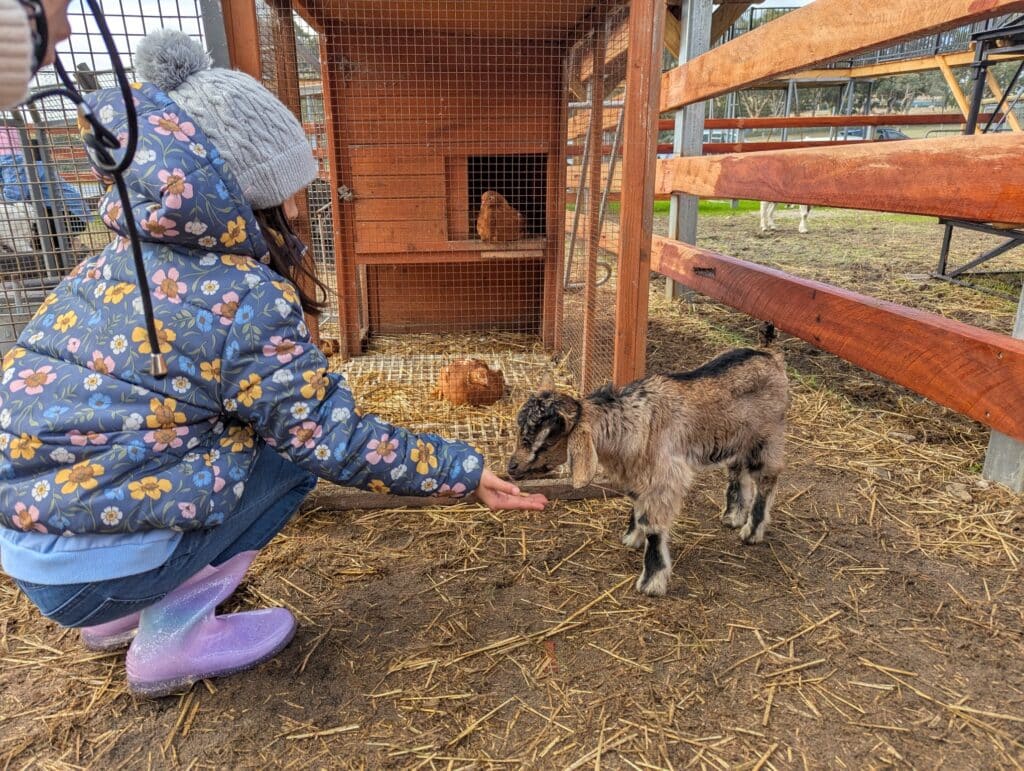Mason's Family Farm, Anketell - Buggybuddys guide to Perth
