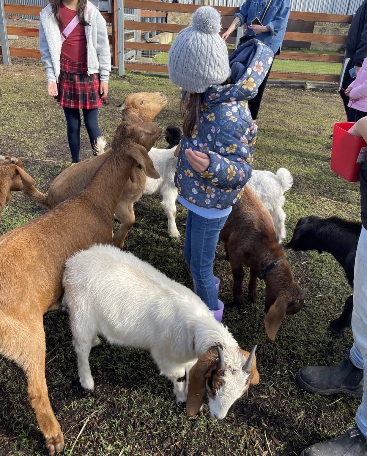 Mason's Family Farm, Anketell - Buggybuddys guide to Perth