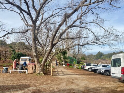 Kiwi Picking at Willow Springs Orchard - Buggybuddys guide to Perth