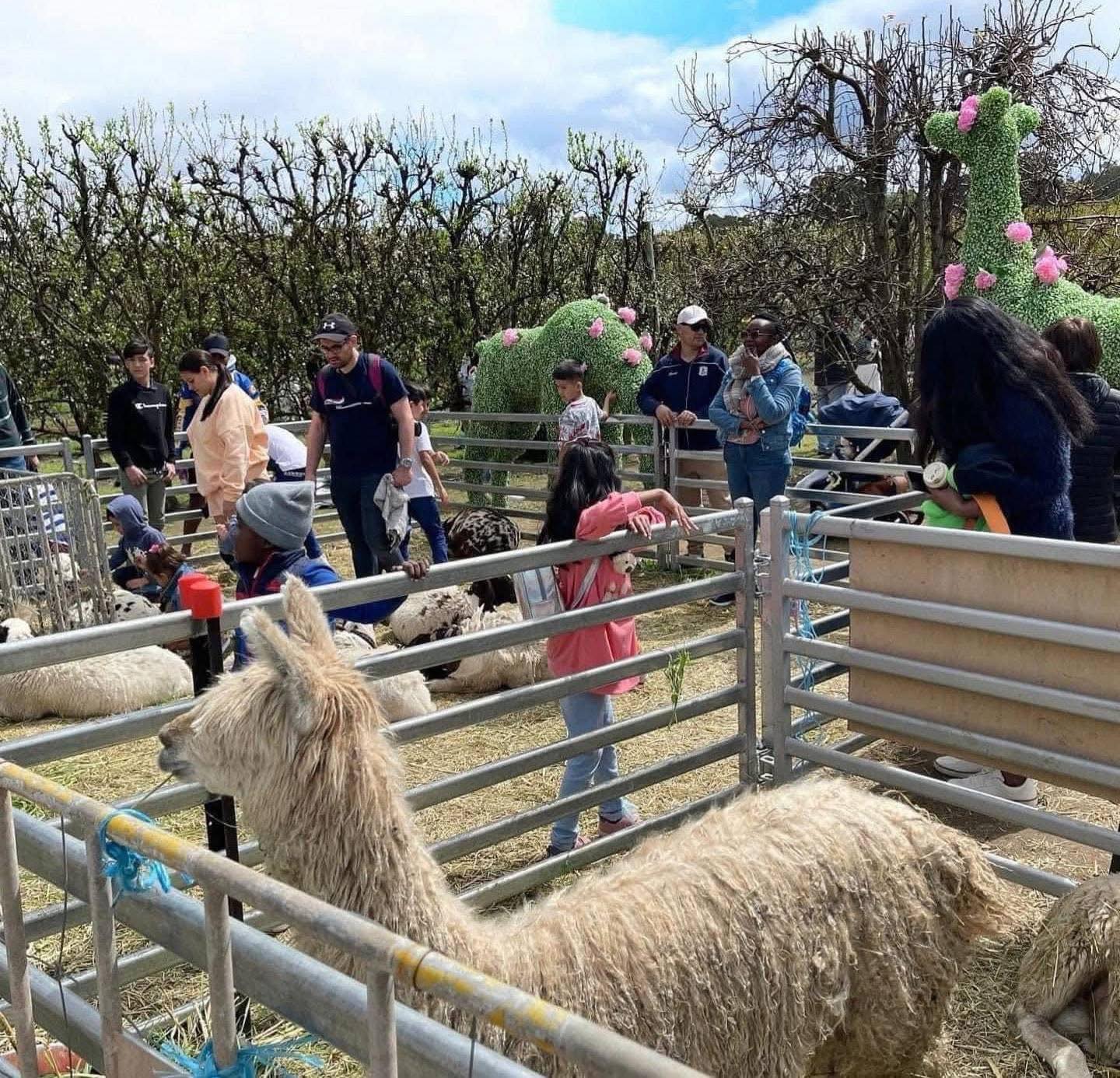 S&R Orchard Blossom Festival, Perth Hills - Buggybuddys guide to Perth