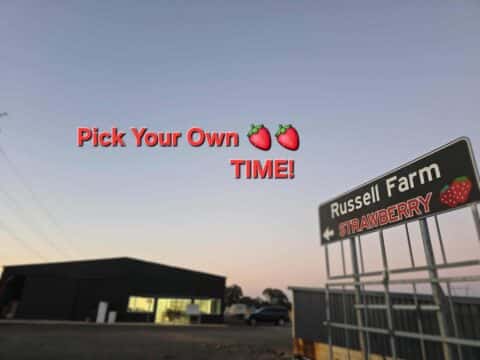 Fruit Picking Perth - best places to pick Strawberries, Apples and Mangos