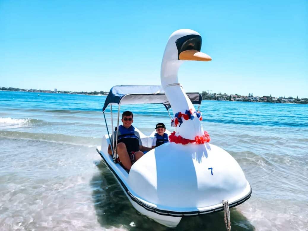Swans on the Swan - Buggybuddys guide to Perth