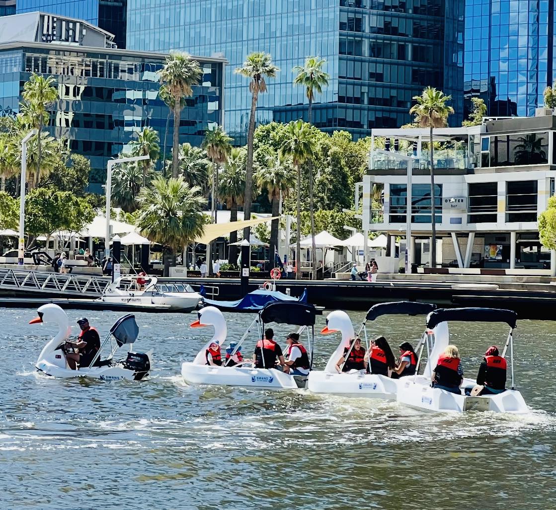 Swans on the Swan - Buggybuddys guide to Perth
