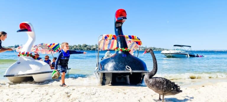 Swans on the Swan - Buggybuddys guide to Perth