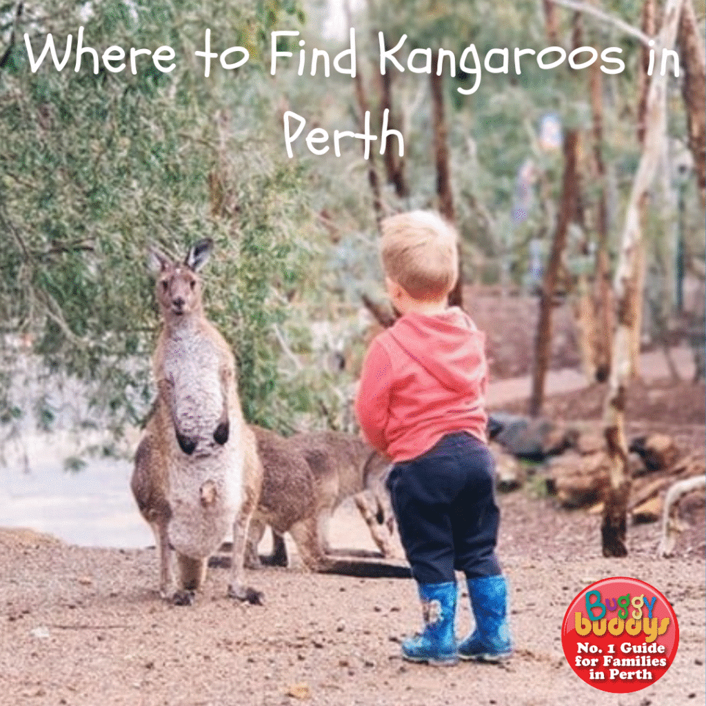 Where To See Kangaroos in Perth with Kids - Buggybuddys guide to Perth
