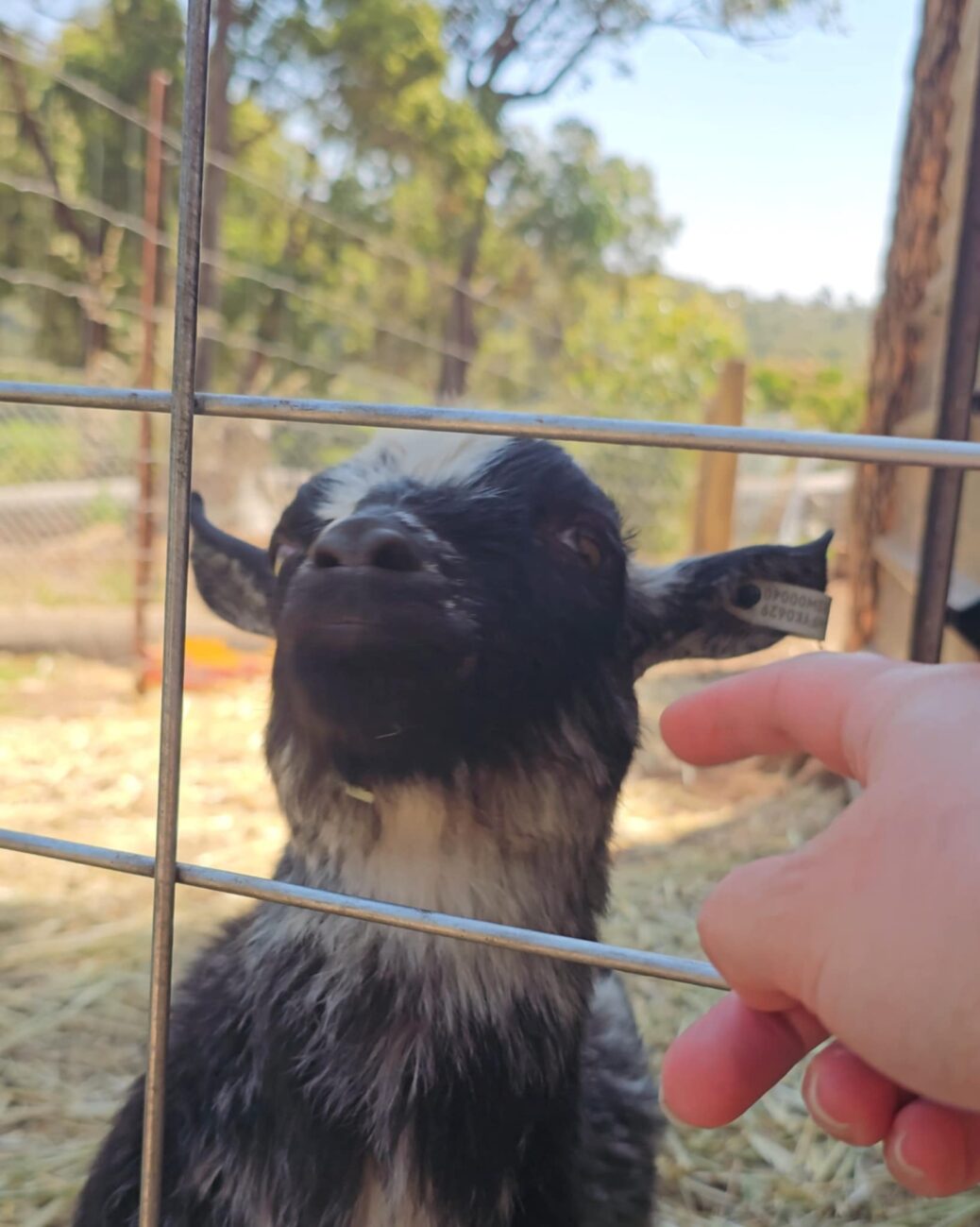 Willow Springs Orchard, Bedfordale - Buggybuddys guide to Perth